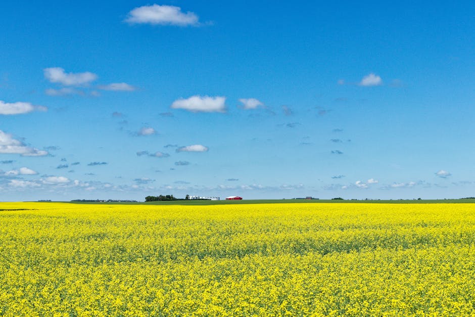 Saskatchewan Cigarettes - White Birch Post